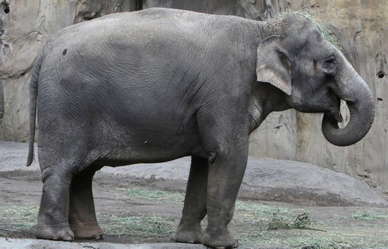 Packy, Oregon Zoo’s beloved elephant, euthanized after TB diagnosis ...