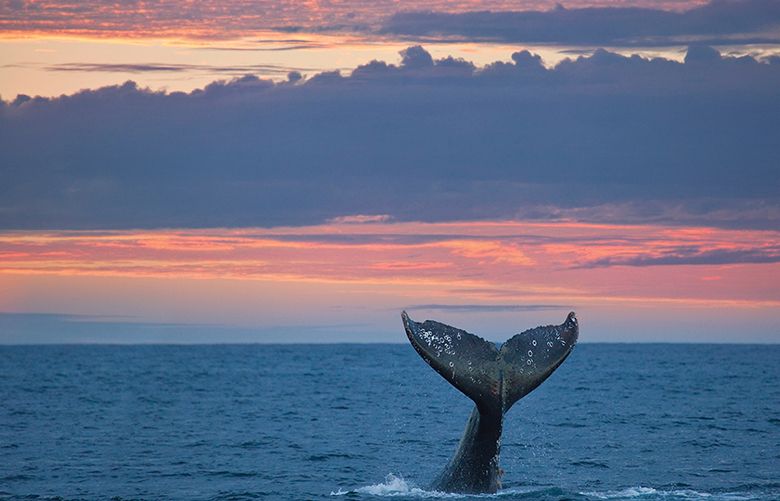 An insider’s guide to Seattle gray whale watching | The Seattle Times