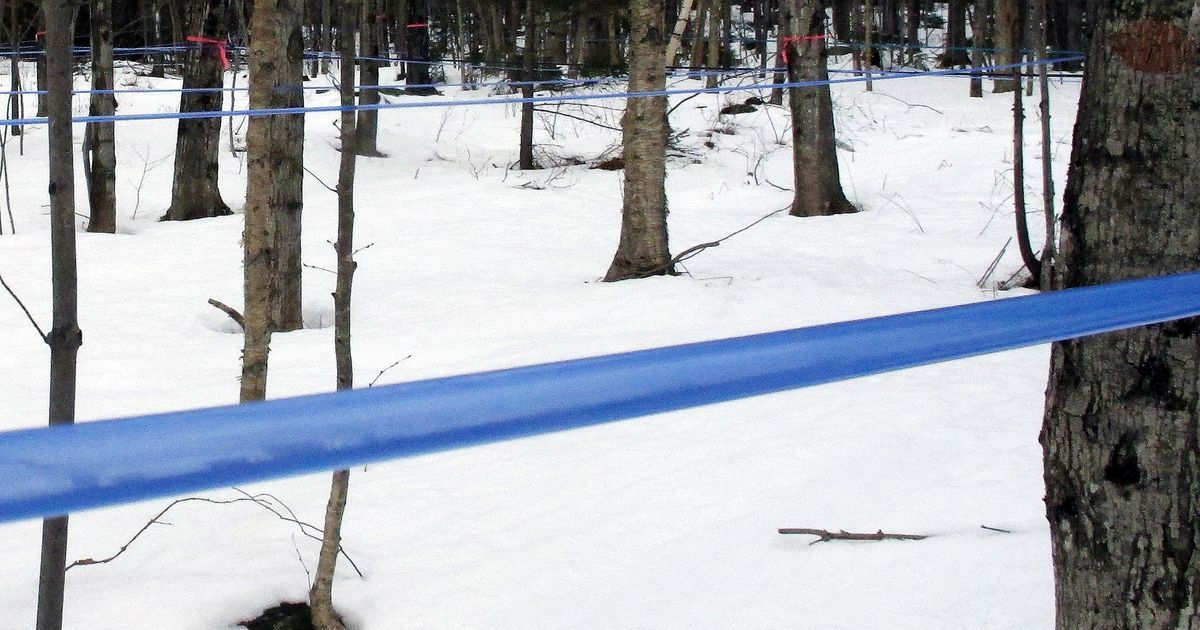 Improved technology saves maple syrup producers time, energy | The ...