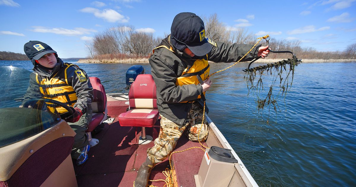 Invasive aquatic weed, starry stonewort, creeps across US | The Seattle ...