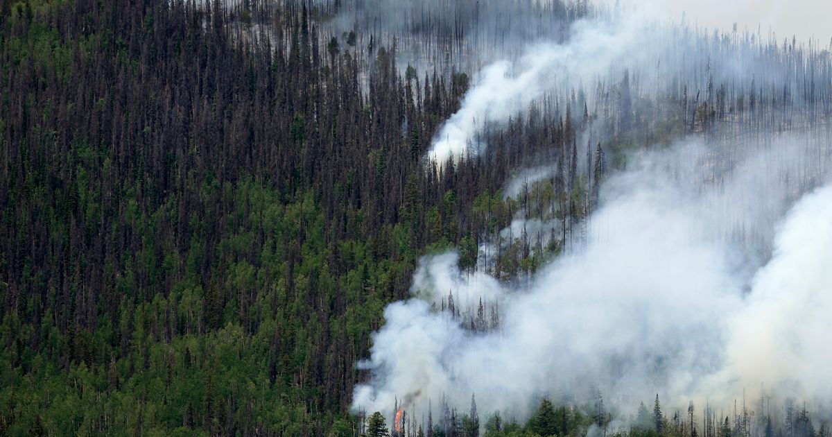 Colorado’s 834 million dead trees threaten to worsen fires | The ...