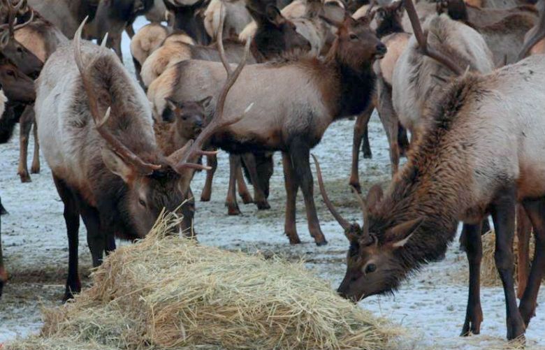 Get up close to elk and bighorns at winter feeding site in Yakima ...