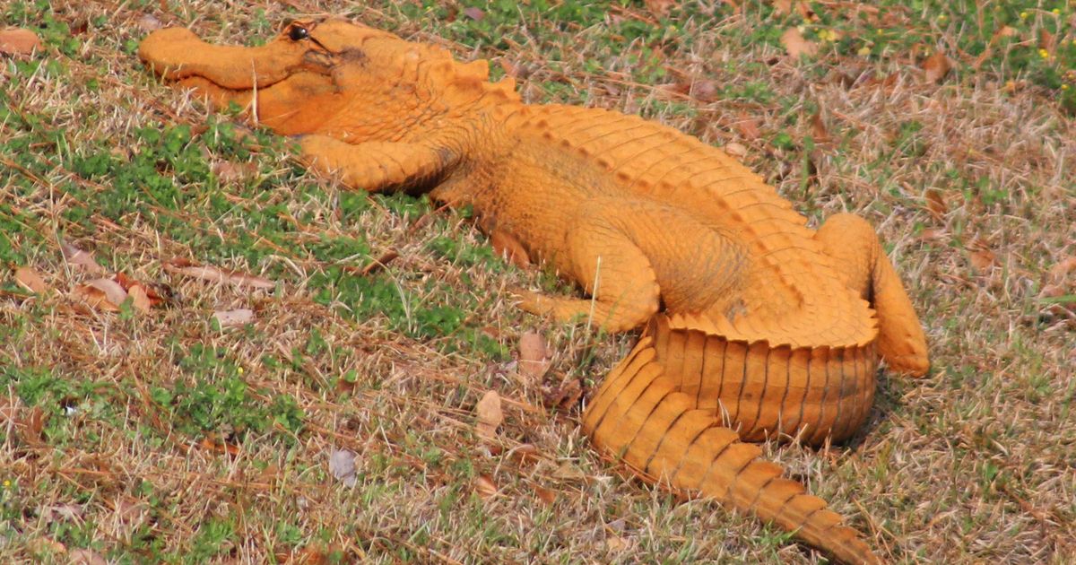Second orange alligator pops up in the Carolinas | The Seattle Times