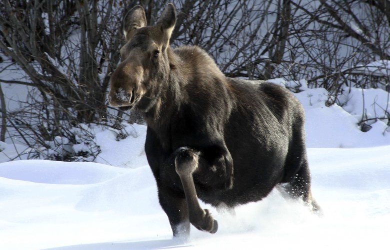 Give grumpy moose their space, Alaskans are warned | The Seattle Times