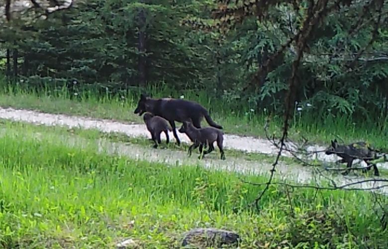 Making a comeback: Washington’s endangered wolf population in ‘wave of ...