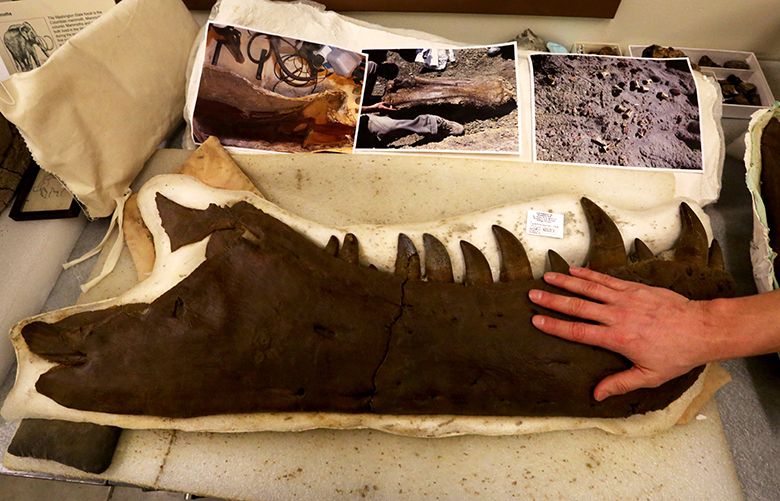 Digging into the prehistoric past | The Seattle Times