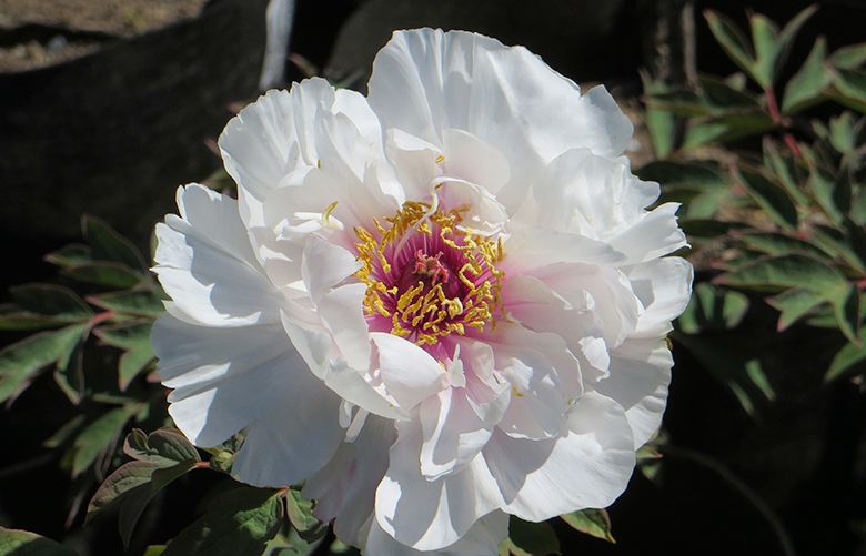 Tree peonies produce beautiful, colorful flowers (if you follow this ...