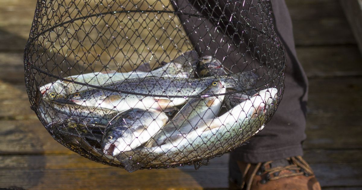 More trout plants will boost action during Memorial Day weekend | The ...