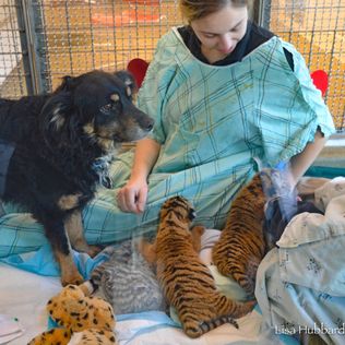 Dog takes over as tiger cubs’ ‘nanny’ at Cincinnati Zoo | The Seattle Times
