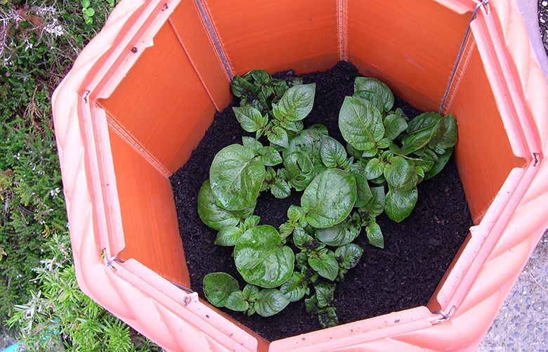 Yes, it’s possible to grow potatoes in a garbage can. Here’s how. | The ...