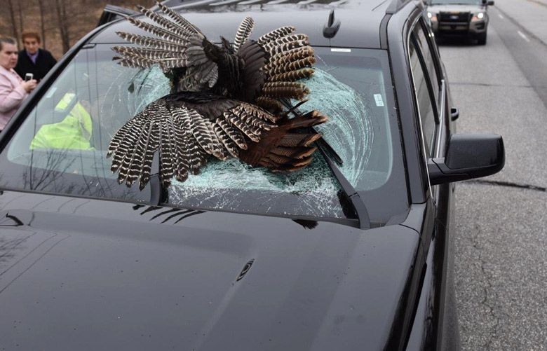 Family gets a shock when turkey crashes through windshield | The ...