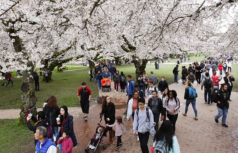 See UW campus cherry blossoms in bloom | The Seattle Times