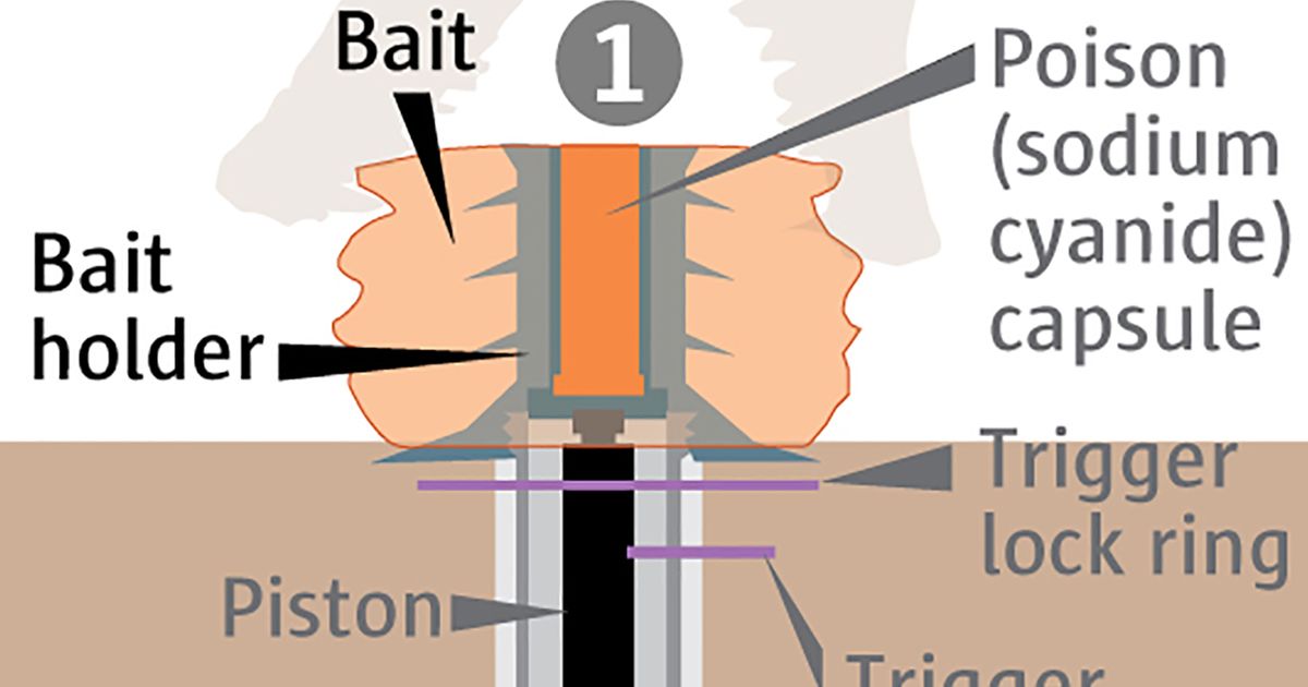 EPA reverses approval for poison traps used by ranchers | The Seattle Times
