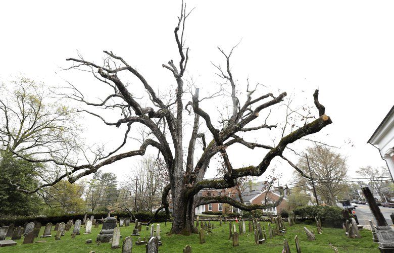 Beloved 600-year-old white oak tree takes final bow | The Seattle Times