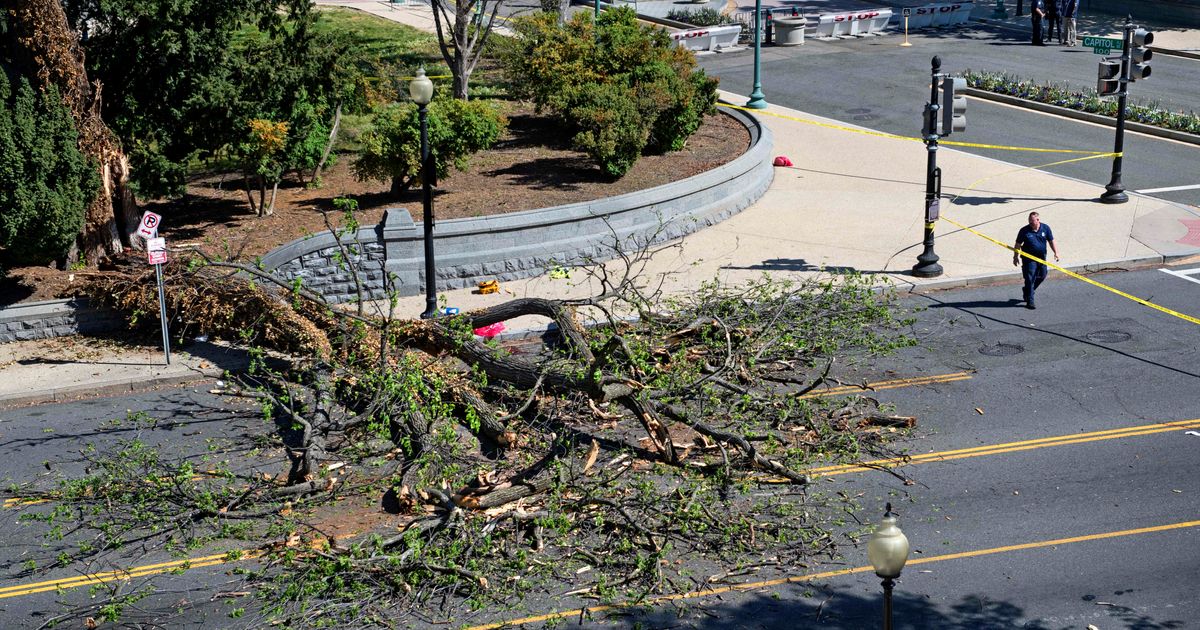 US Capitol maintenance worker killed by falling tree branch | The ...