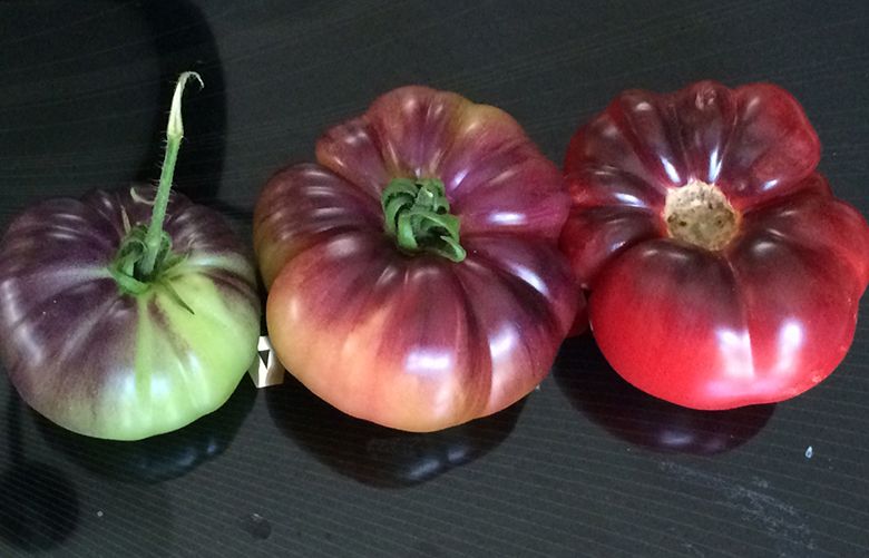 Master Gardener, ‘crazy tomato lady’ offers tips on best new varieties ...