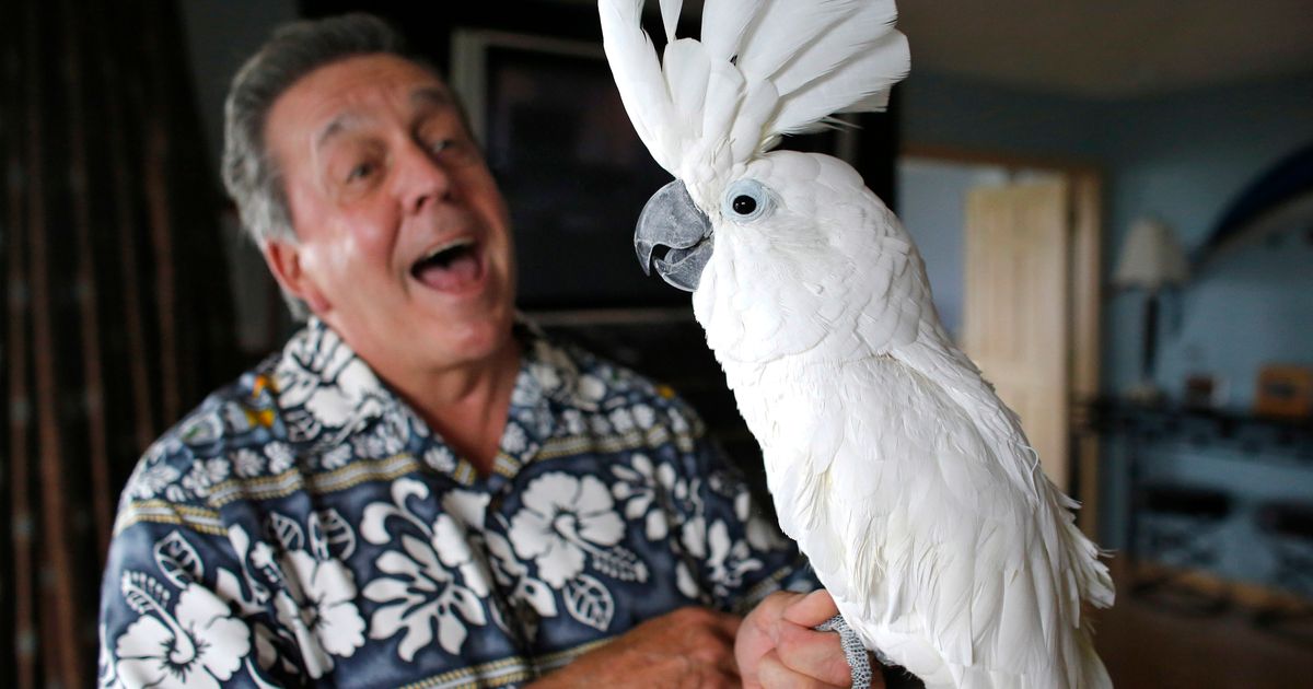 Camping cockatoo: New push to lift bird ban at campsites | The Seattle ...