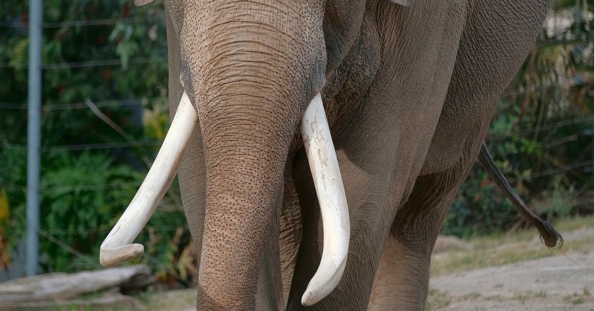 Battle brews over where to keep LA Zoo’s Billy the elephant | The ...