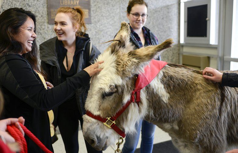Therapy donkey helps ease finals-week stress at Montana State | The ...