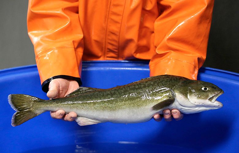 Sablefish genetics: Near Seattle, scientists look for easier ways to ...