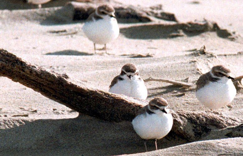 Threatened species, snowy plover chick, hatches on Oregon beach | The ...