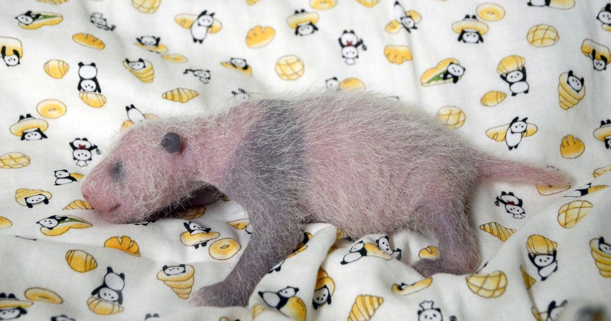 It’s a girl: Japan zoo’s star panda baby gets a checkup | The Seattle Times
