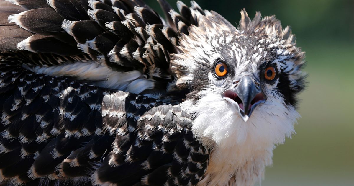 PHOTOS: Once nearly extinct, ospreys rally in Chesapeake Bay | The ...