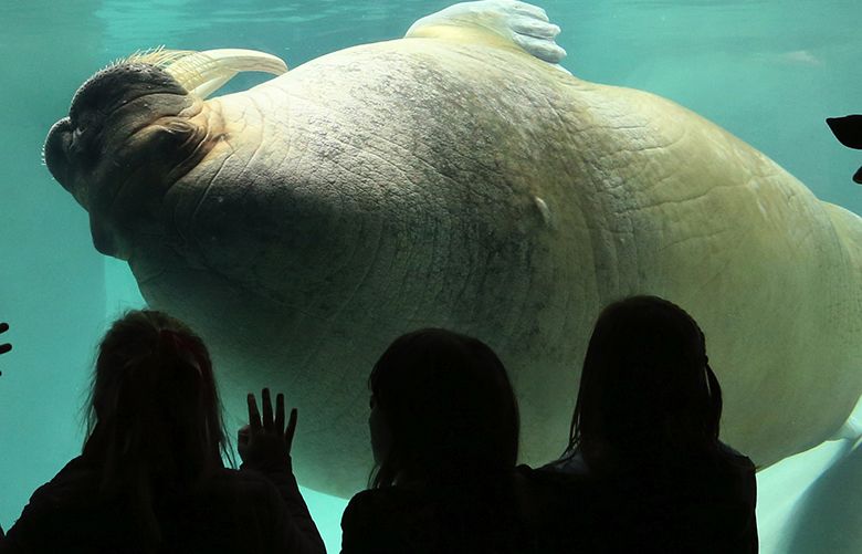 The wooing walrus at Point Defiance Zoo is not just another pretty face ...