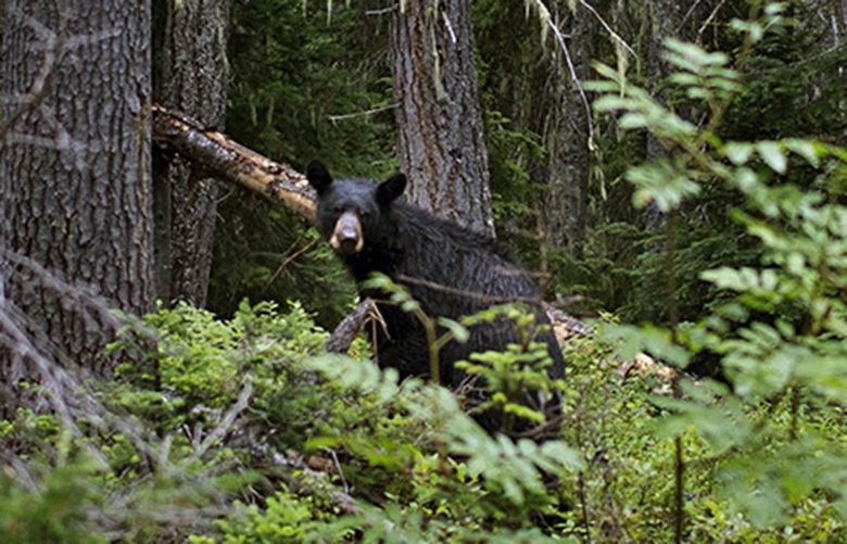 Outside Guide: What you need to know about Washington wildlife | The ...