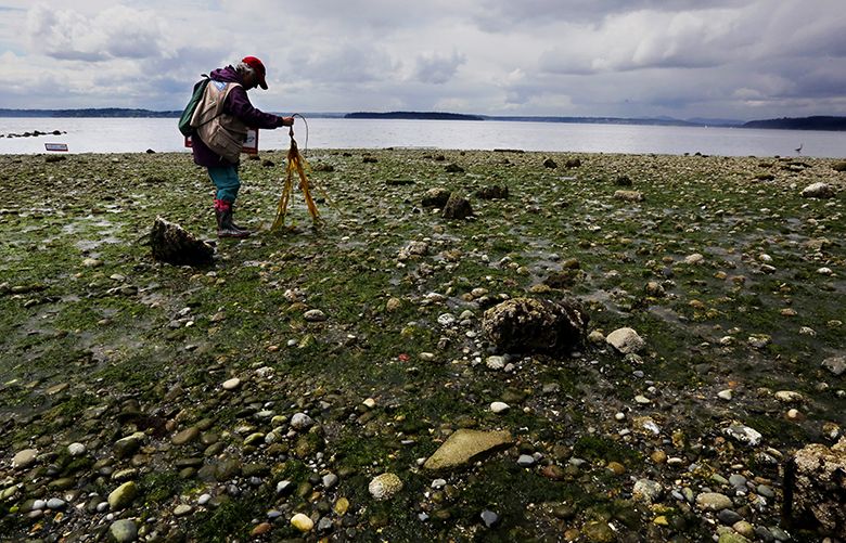 Explore the wonders of the sea at low tide | The Seattle Times