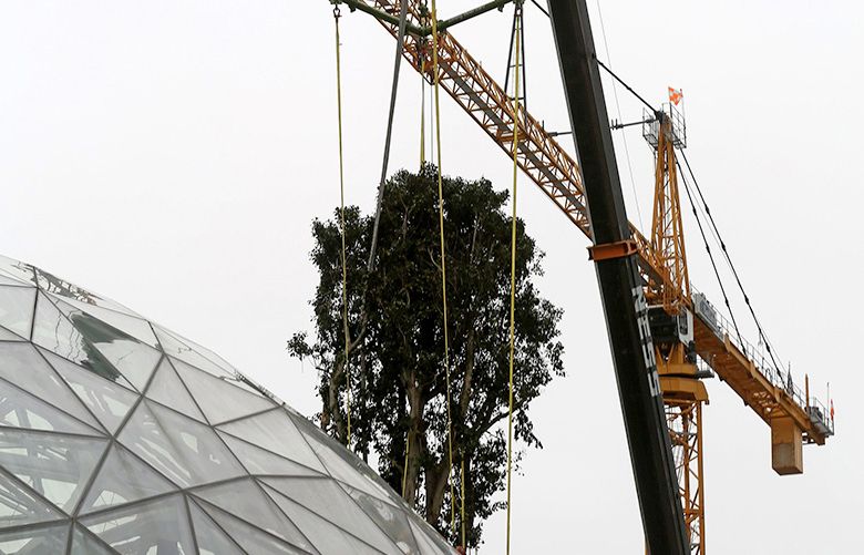 Tall tree for Amazon Spheres | The Seattle Times