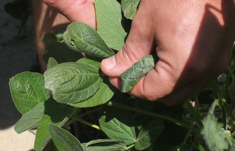 Weed killer turns neighbor against neighbor in farm country | The ...