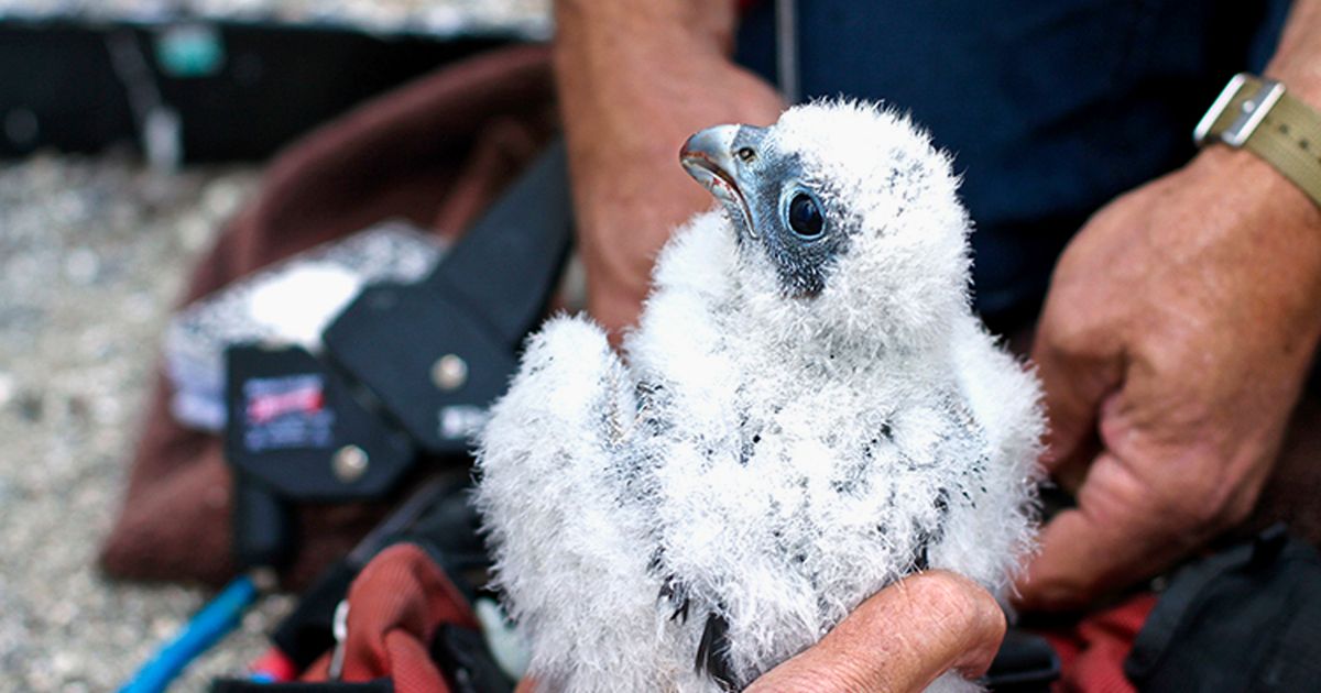 Peregrine falcon dies after flying into UC Berkeley window | The ...