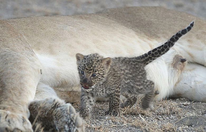 ‘Extremely unique:’ Lion seen nursing leopard cub in Tanzania | The ...