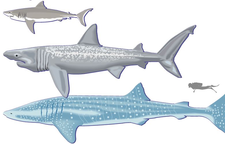 Sharks are ‘magnificent and majestic,’ says Pacific Northwest shark ...