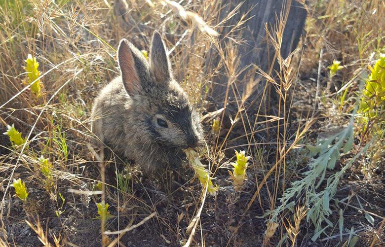 Quick-acting scientists save dozens of rare pygmy rabbits from ...