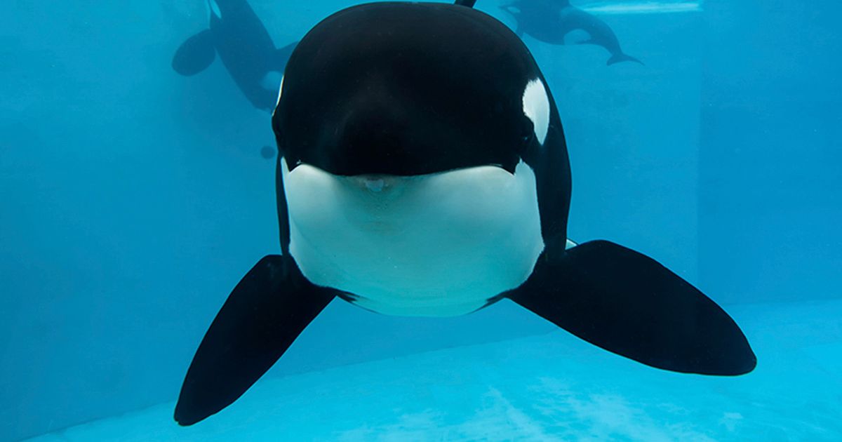 SeaWorld veterinarians euthanize orca that had lung disease | The ...