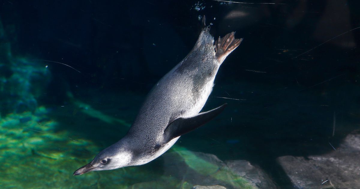 Baby penguin debuts at California’s Aquarium of the Pacific | The ...