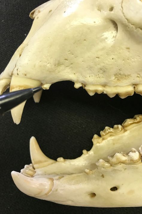 Growing bear population means thousands more teeth to sort | The ...