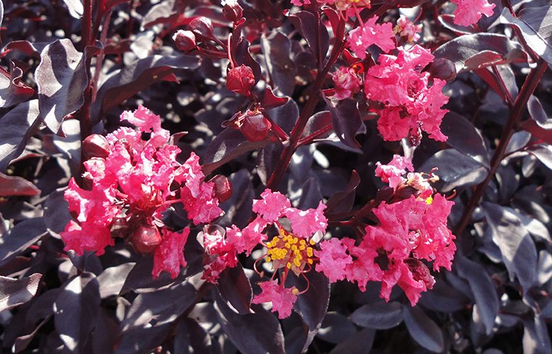 Dwarf varieties of dark-leaved trees and shrubs are small wonders | The ...