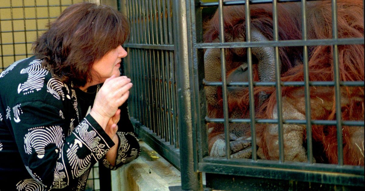 Sign-language speaking orangutan raised like a human dies | The Seattle ...