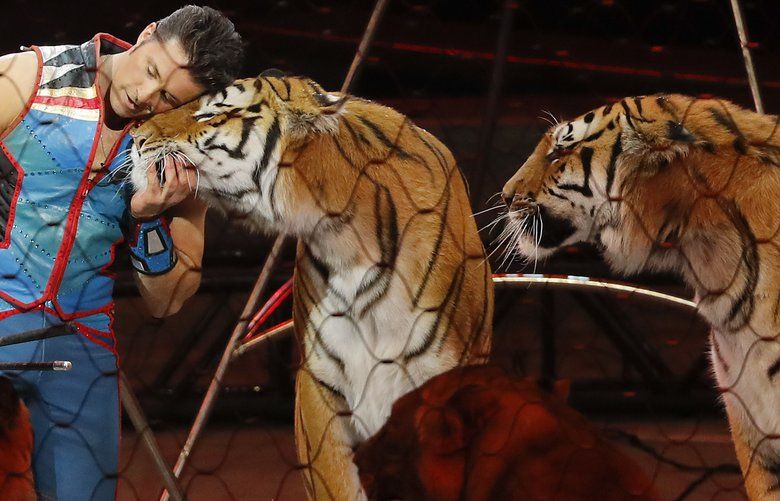 Police shoot and kill tiger that wandered on busy interstate | The ...