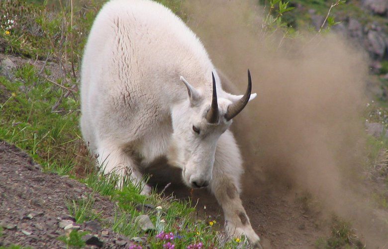 ‘The hardest hunt I’ve ever done’: What it’s like to bag a mountain ...