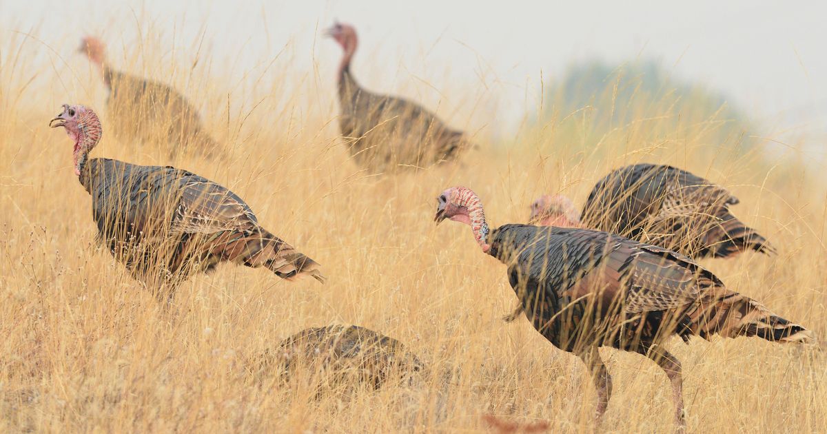 Oregon town seeks solutions to wild turkeys, their droppings | The ...