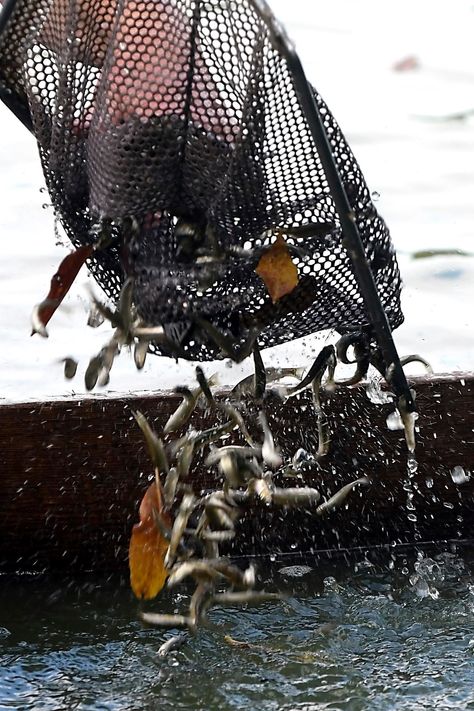 Area minnow trappers face a variety of challenges | The Seattle Times