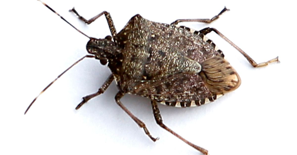 Iowa residents deal with invasive stink bugs | The Seattle Times