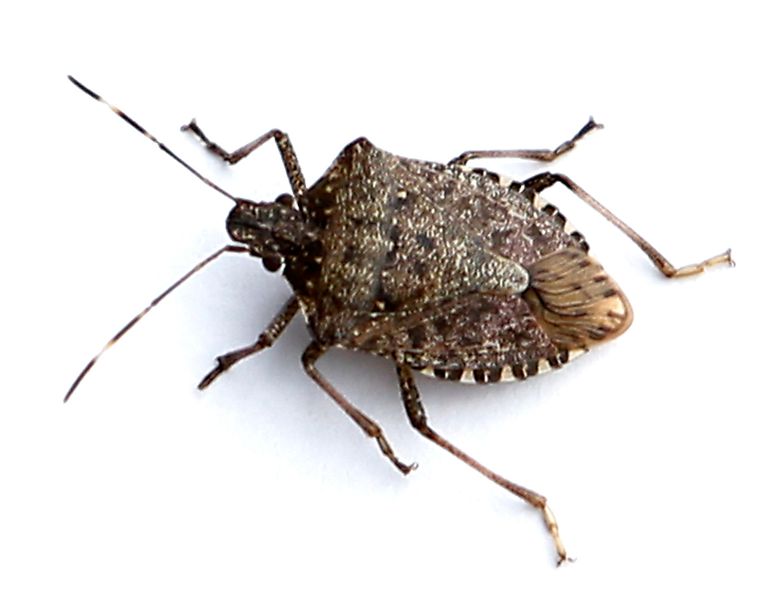 Iowa Beetles