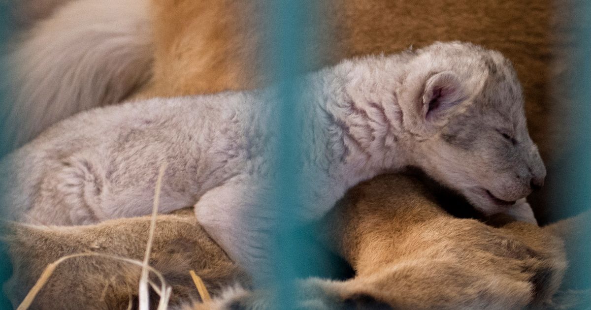 Month-old cub born to rescued Syria zoo lion dies in Jordan | The ...