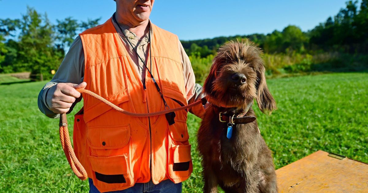 These hunting dogs are family members, not machines | The Seattle Times