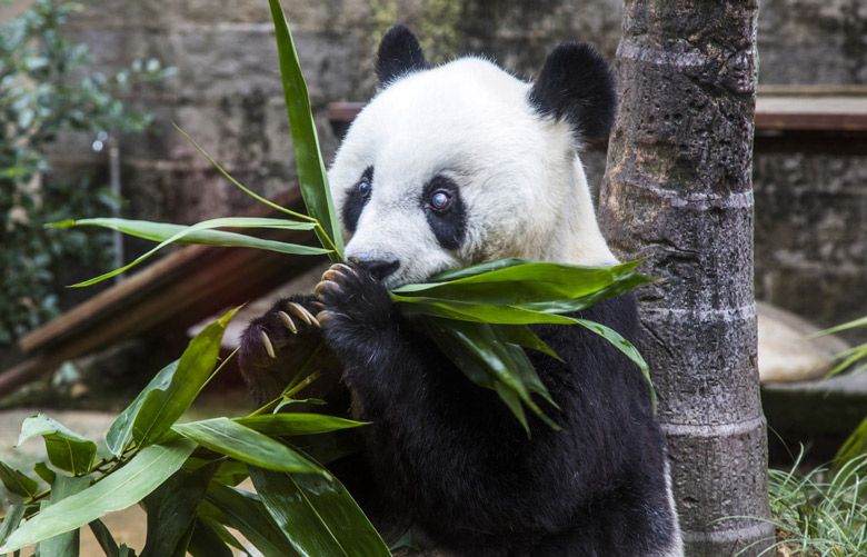 China mourns death of oldest panda; seen by millions at San Diego zoo ...